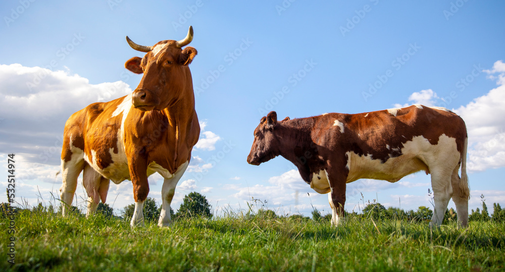 Troupeau de vache de race Rouge des Prés en campagne. foto de Stock ...
