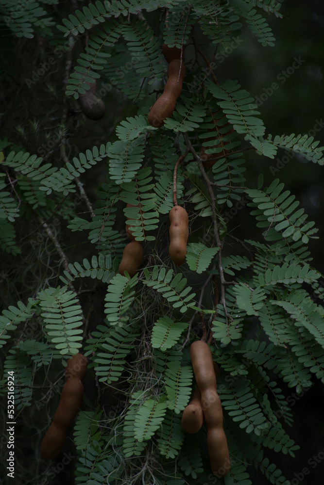 Ripe fruits, leaves and branches of the tamarind tree (Tamarindus ...