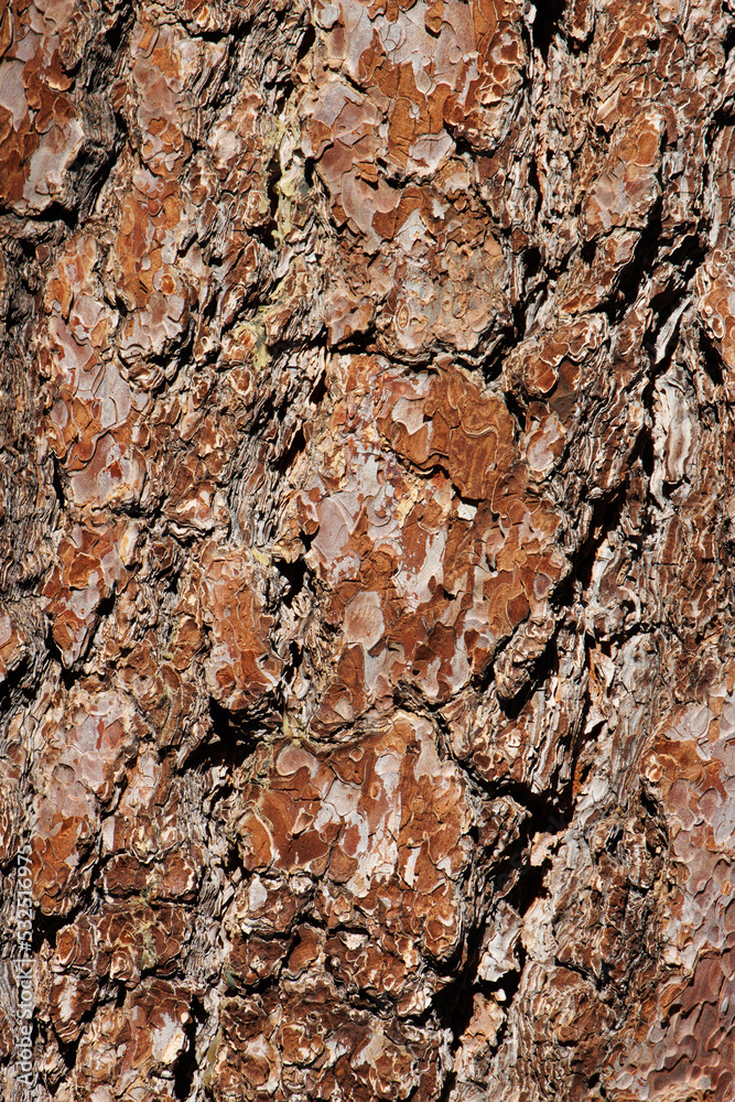 Aging yellow-brown aromatic plated scaly furrowed ridge bark of Pinus ...