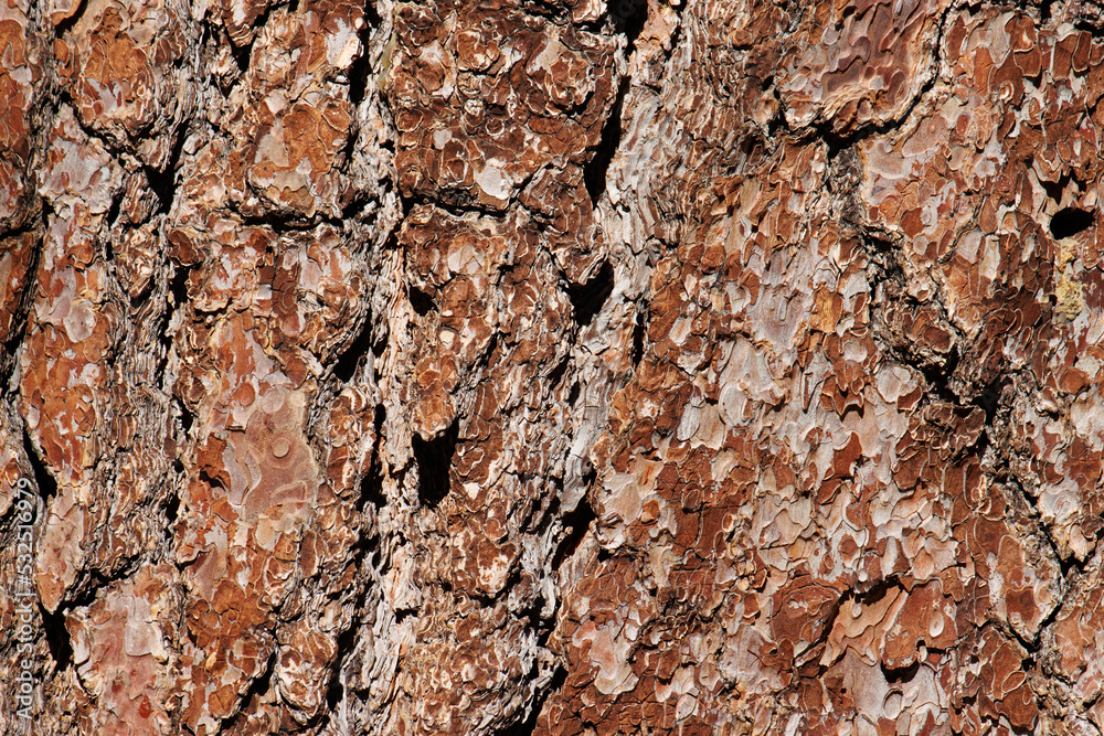 Aging yellow-brown aromatic plated scaly furrowed ridge bark of Pinus ...