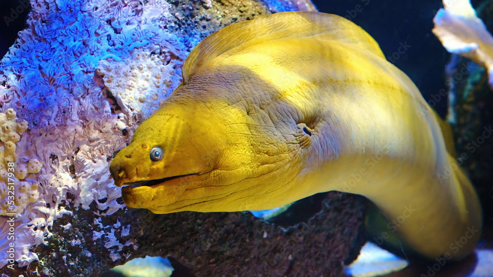 Moray eel is a legendary cunning and seasoned predator with a lightning ...