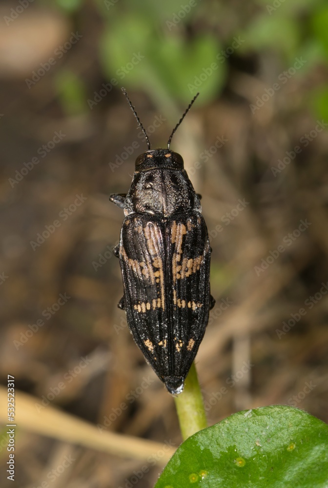 Metallic Wood-Boring Beetle (Buprestis consularis) on a plant stem in ...