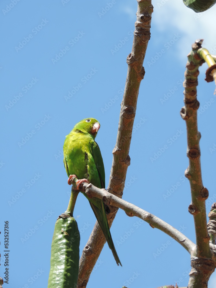 A maritaca é parente do papagaio e do periquito, por isso é bem ...