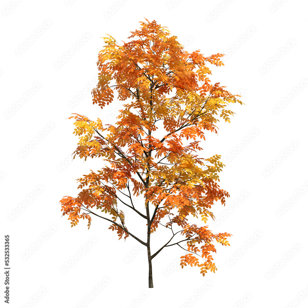 autumn tree, isolate on a transparent background, 3d illustration Stock ...