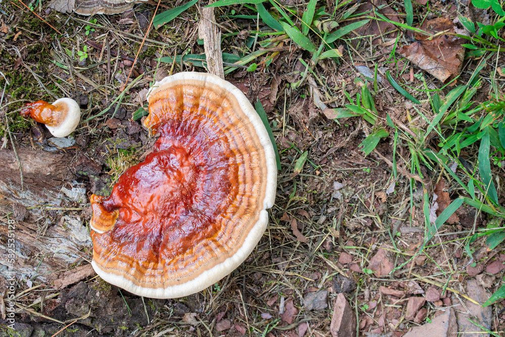 Ganoderma sessile mushroom at the base of an old cherry tree Stock ...