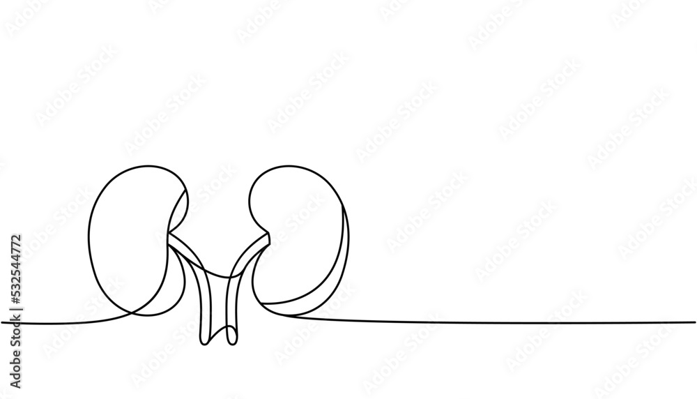 Human kidneys one line continuous drawing. Human organ continuous one ...