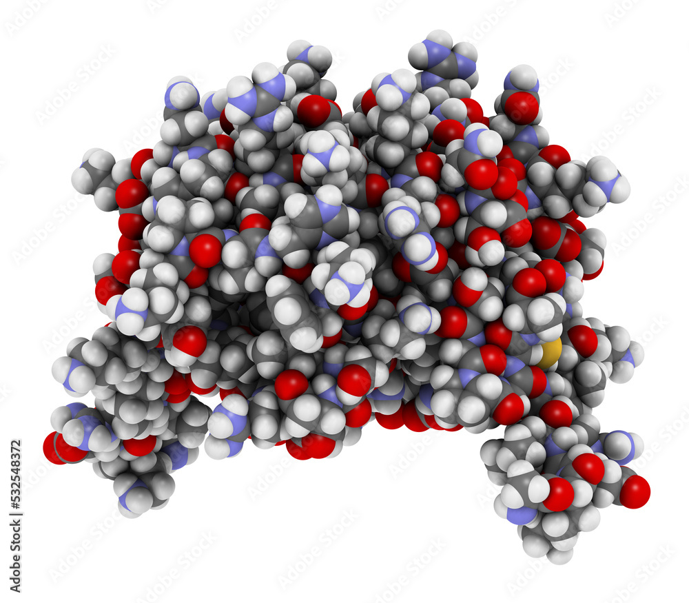 Interleukin 8 (IL-8) cytokine protein. IL8 can be secreted by ...