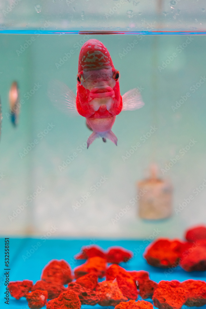 Beautiful fish swim in aquaculture tank Stock Photo | Adobe Stock