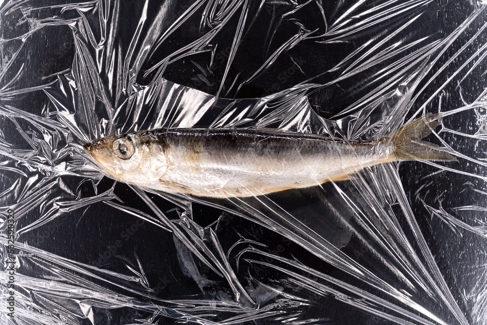 Suffocated sardine fish which symbolizing environment pollution Stock ...