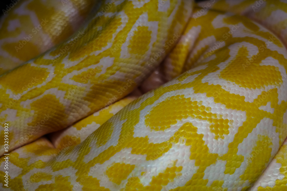 boa snake skin pattern texture in zoo Stock Photo | Adobe Stock