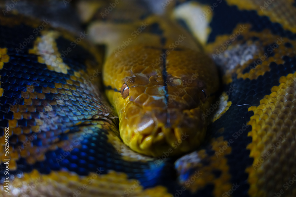 boa snake head in zoo Stock Photo | Adobe Stock