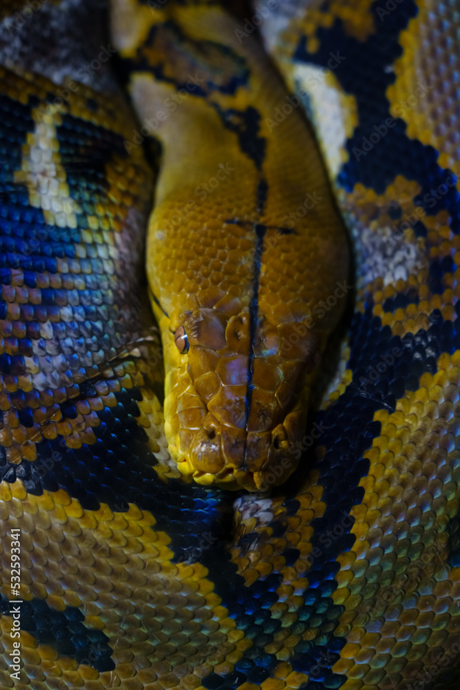 boa snake head in zoo Stock Photo | Adobe Stock