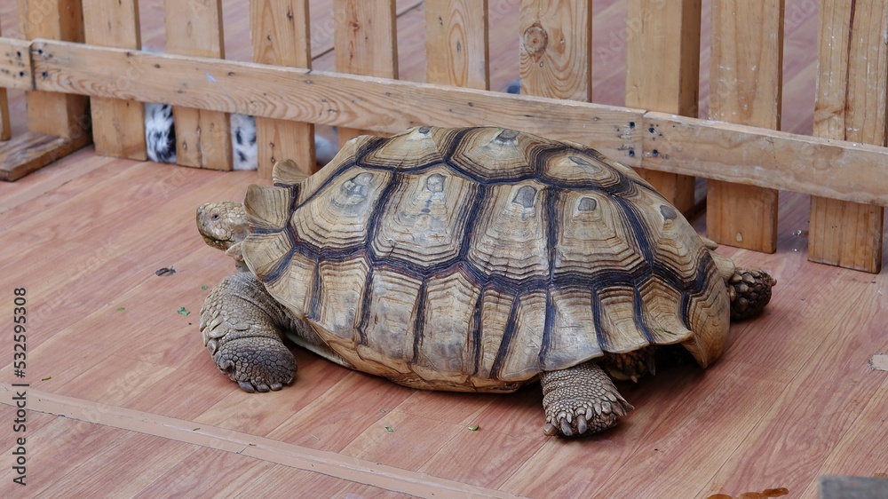 African spurred tortoise (Centrochelys sulcata), also called the ...