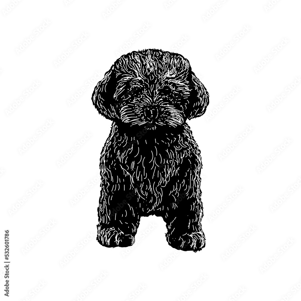 Yorkie-poo hand drawing vector illustration isolated on background ...