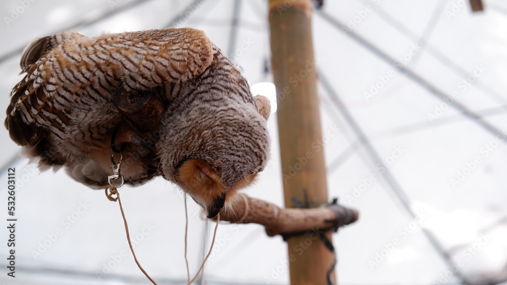 Sleeping Baby spotted wood owl (Strix seloputo) in animal market ...