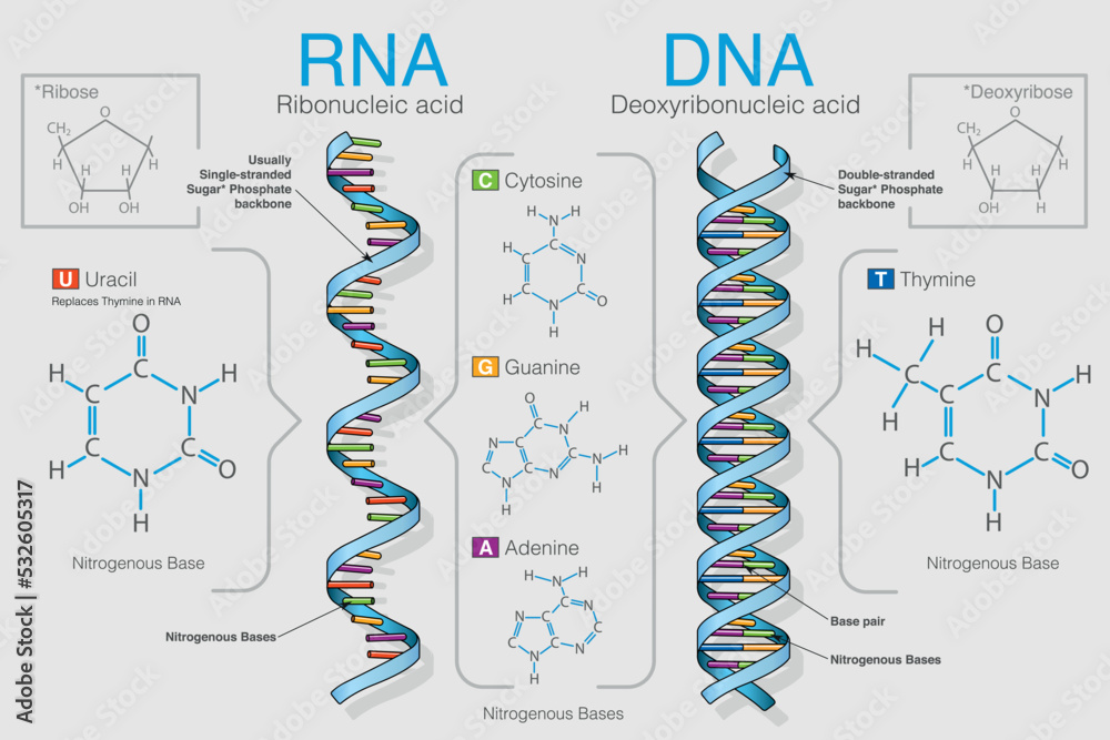Chart shows the difference between Ribonucleic acid and ...