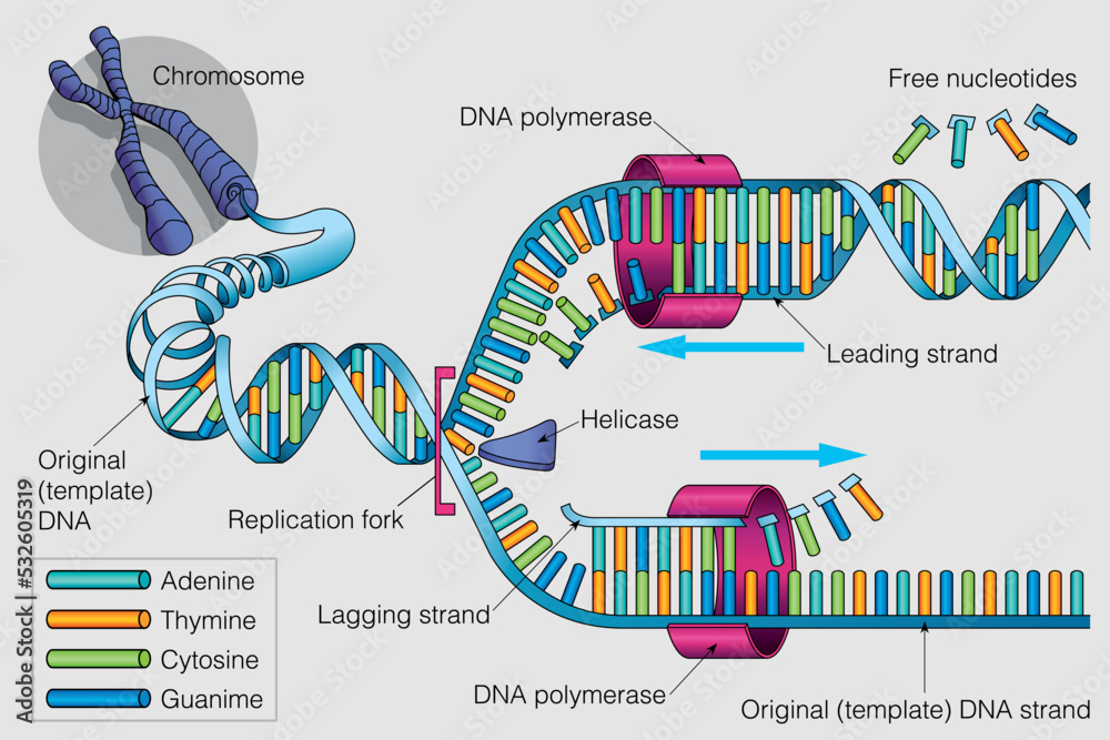 The graphic shows the duplication process of a DNA chain on a gray ...