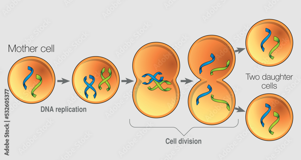 The graphic shows in 5 steps the division of a cell and duplication of ...