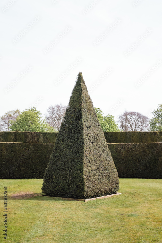 Large, tall, pyramid shaped topiary bush in the centre of a lawn Stock ...