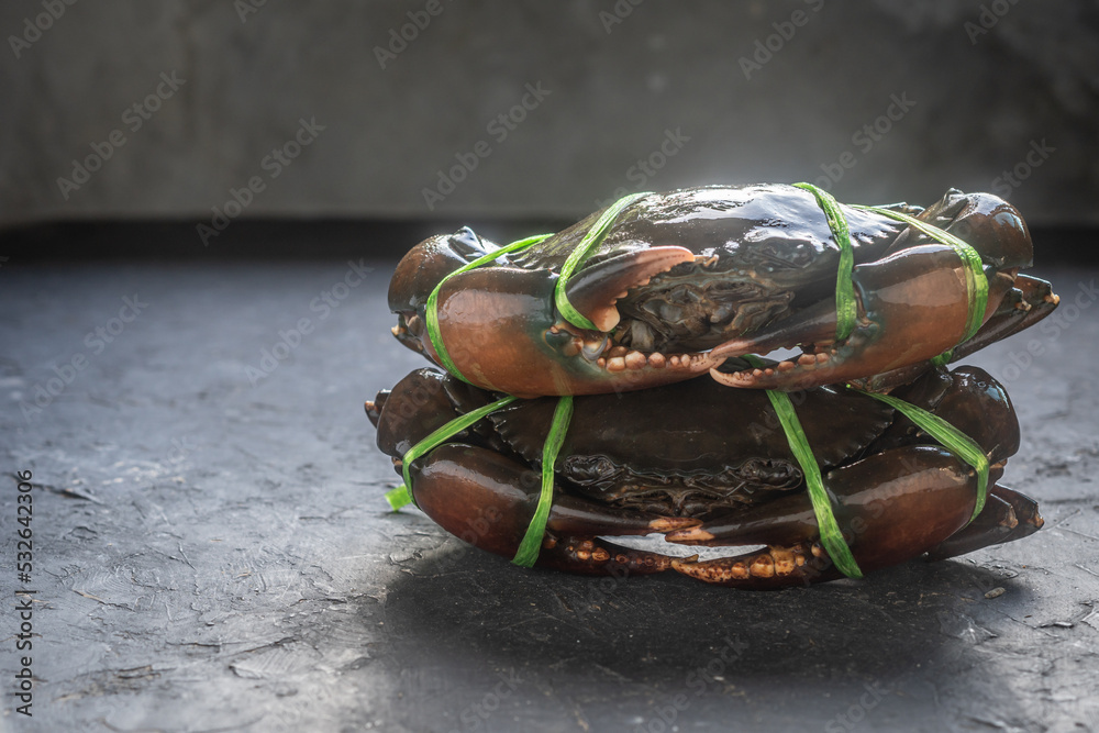 Giant mud crab on dark background. Closeup fresh bubble crab (Scylla ...