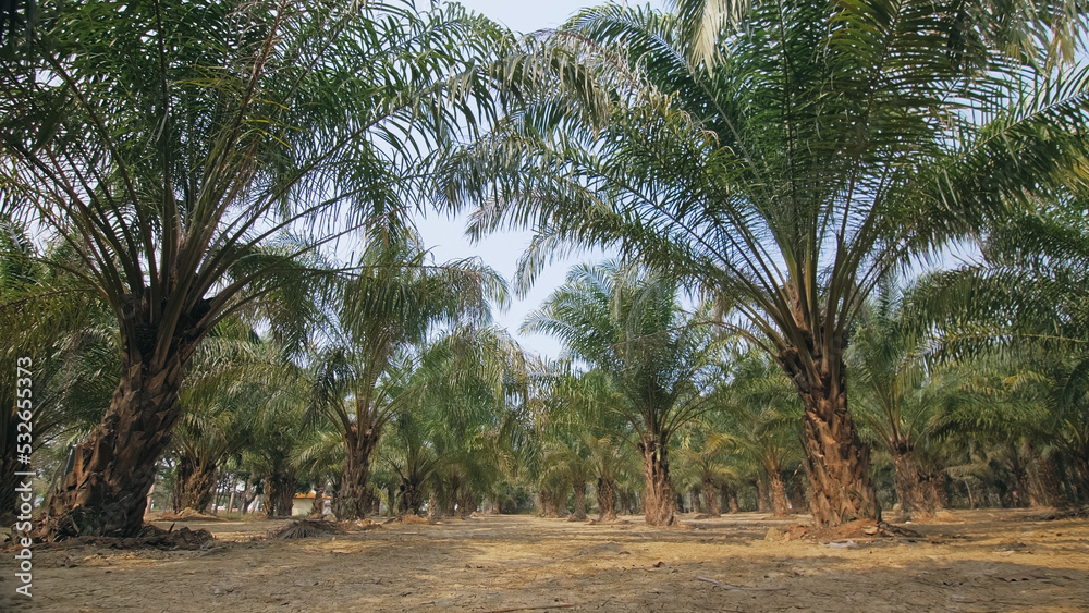 The oil palm farm elaeis guineensis with spreading leaves growing among ...