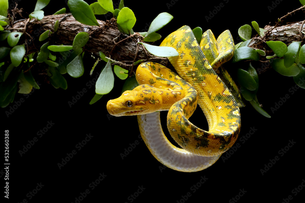 Foto de Green tree python juvenile closeup on branch with natural ...
