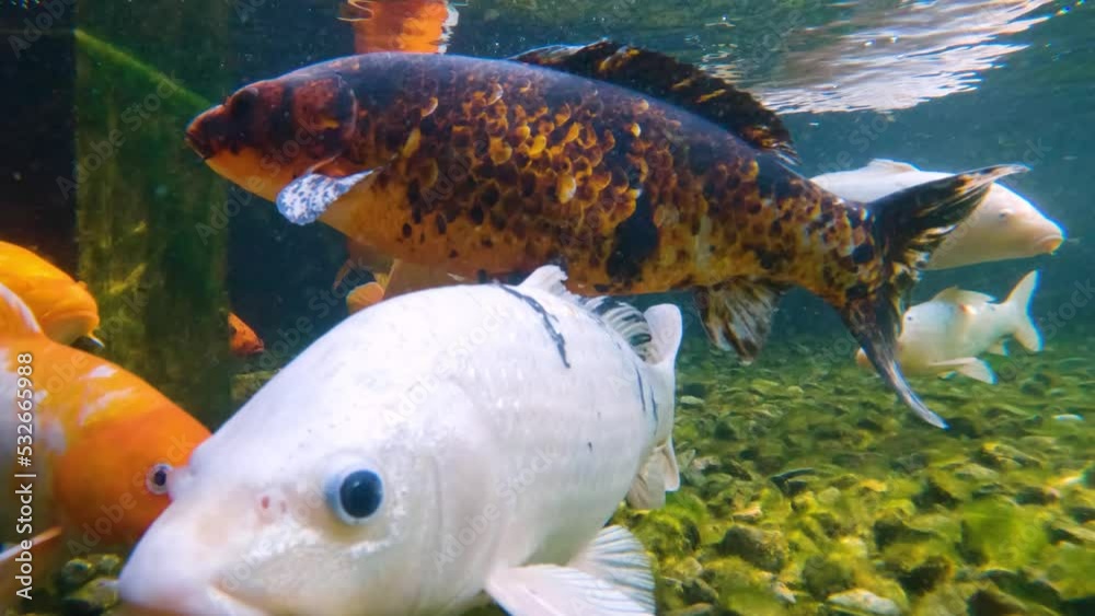 Flock of Japanese koi swims underwater. Fish close up in the wild. Koi ...