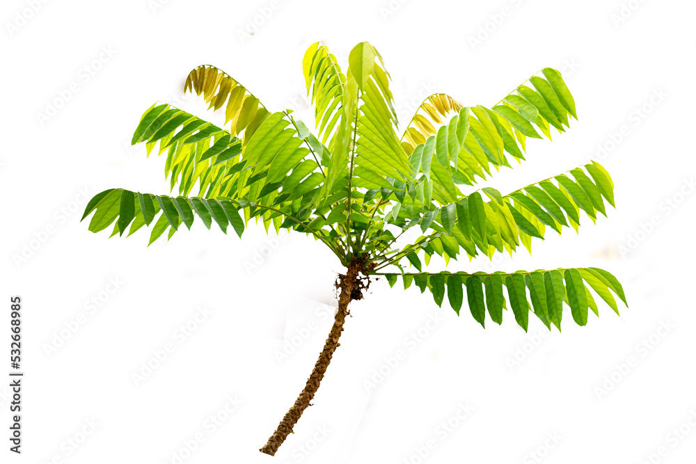 Averrhoa bilimbi tree branch complete with fresh green leaf stalks and ...