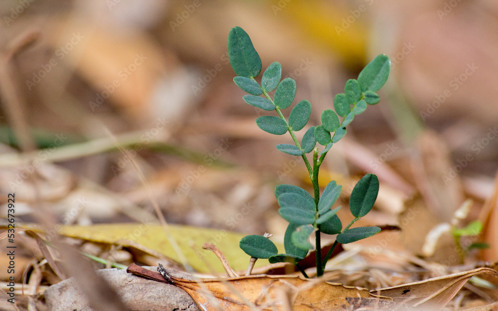 plantula de retamilla en crecimiento en suelo con abundantes hojas ...