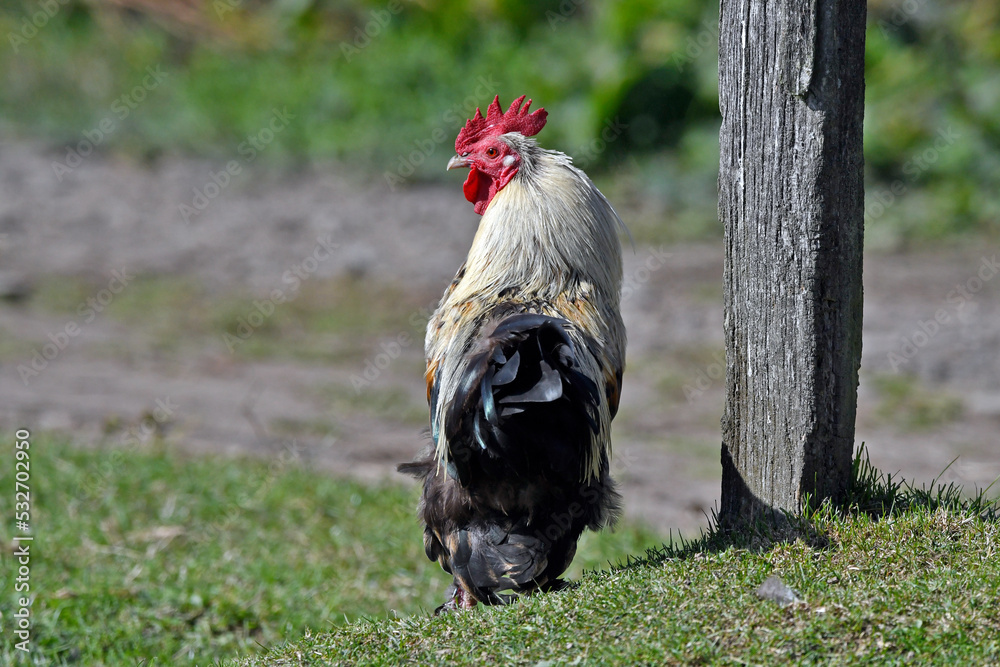 Deutsches Lachshuhn (Gallus gallus domesticus) // German rooster Stock ...
