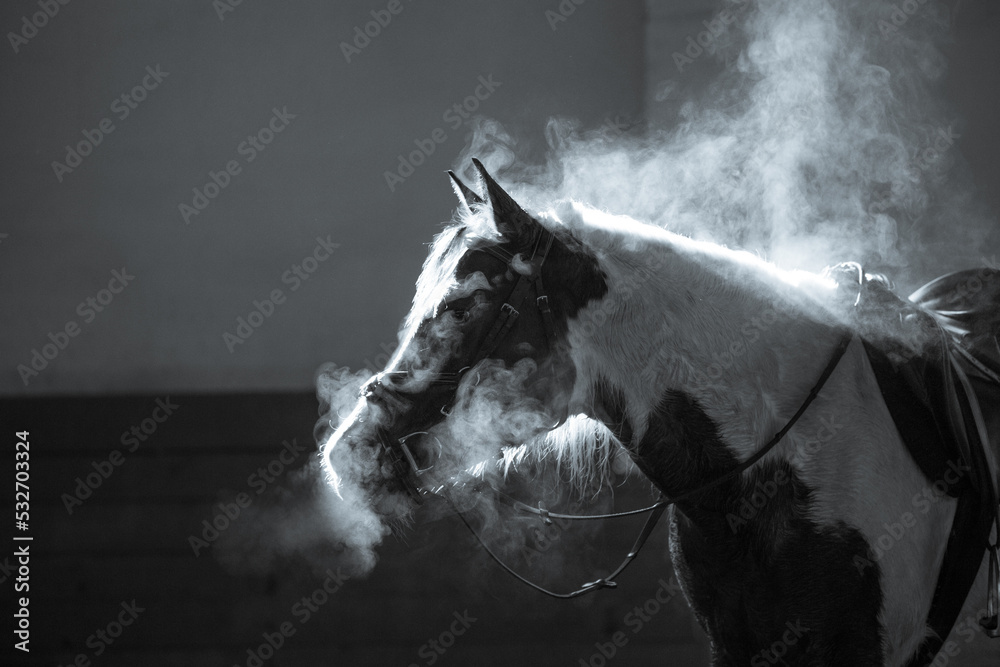 Sweaty pinto horse training in the arena. Steam around the horse. A ...