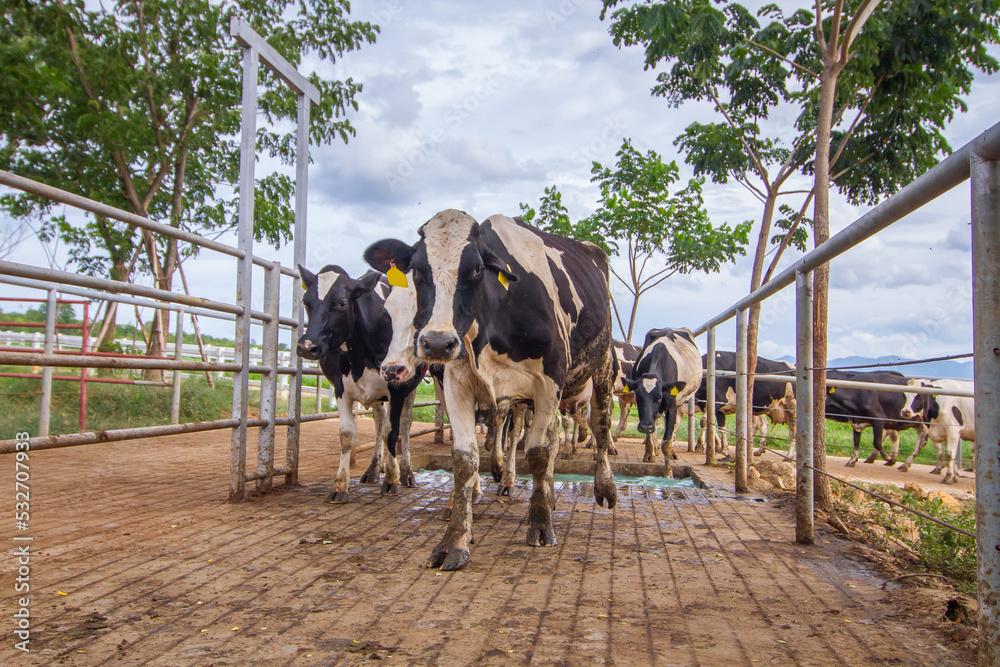 Cows in a farm. Dairy cows. fresh hay in front of milk cows during work ...