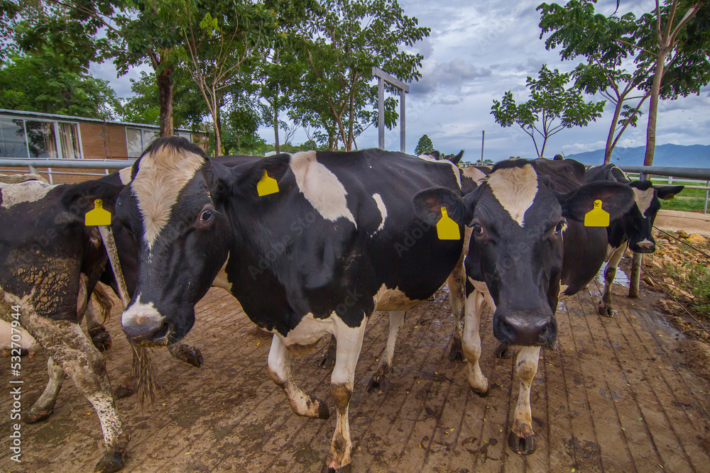 Cows in a farm. Dairy cows. fresh hay in front of milk cows during work ...