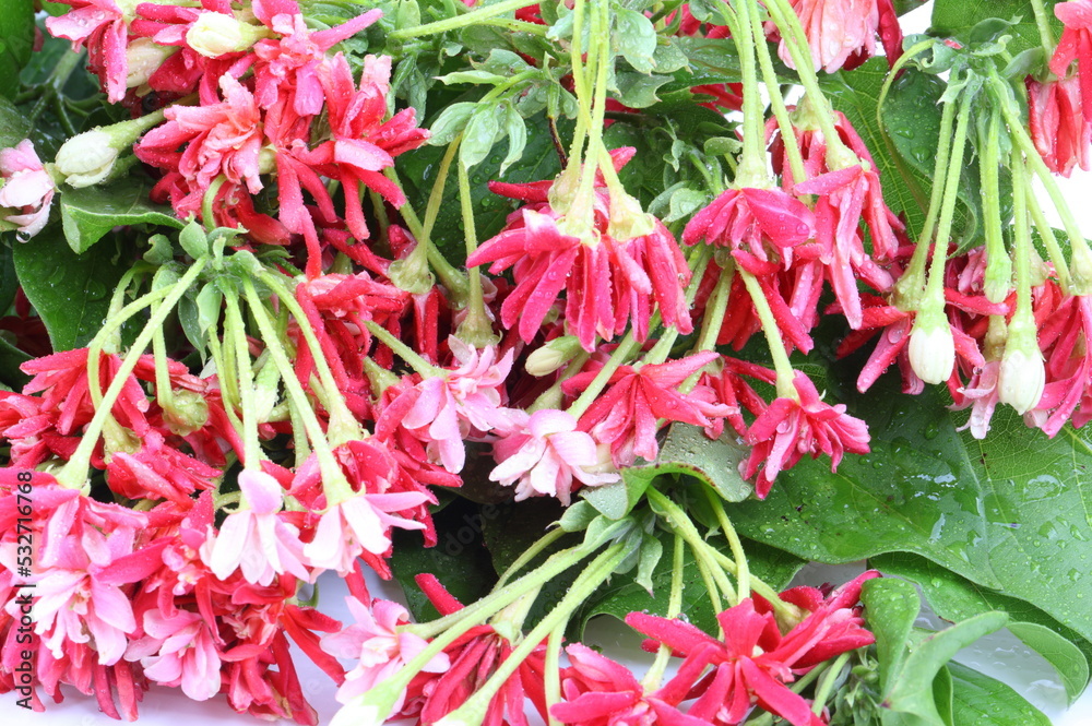 Quisqualis indica also known as the Chinese honeysuckle, Rangoon ...