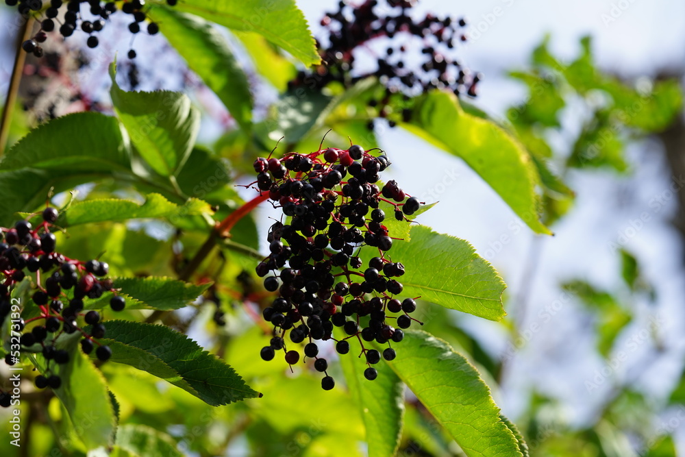 Foto de elder,ree, fruit, red, berry, nature, berries, plant, leaf ...