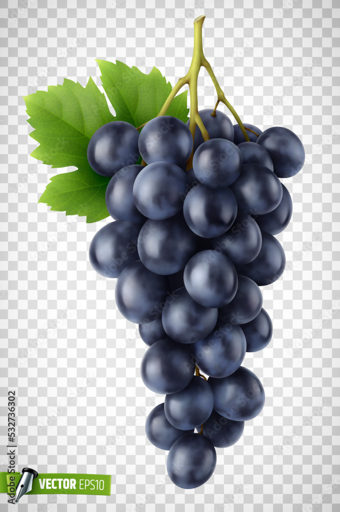 Vector realistic illustration of a bunch of grapes on a transparent ...