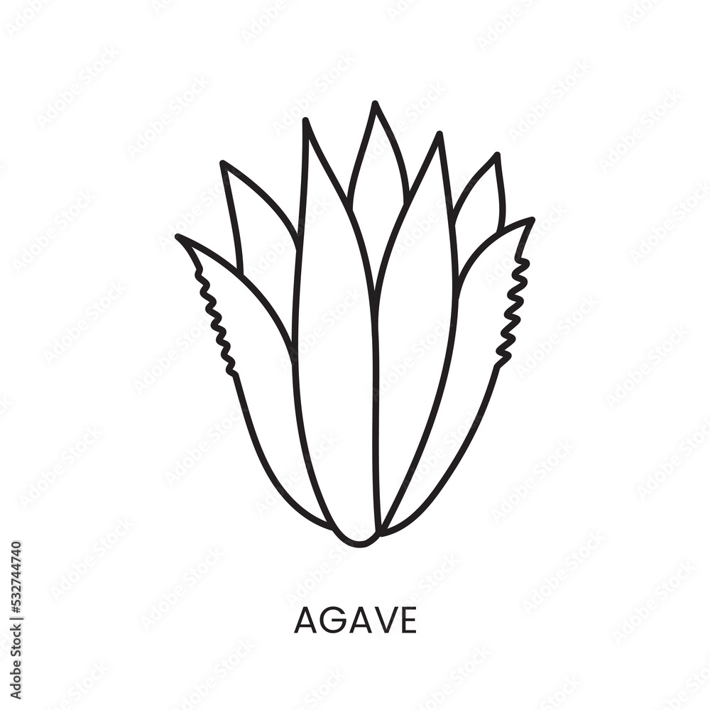 Agave line icon in vector, illustration of the product from which sugar ...