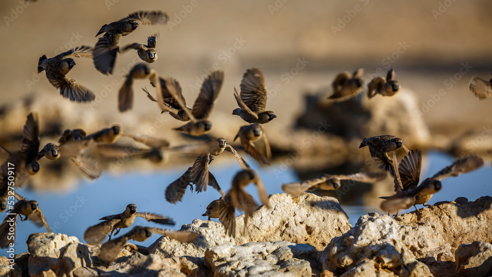Flock of Sociable Weaver in flight over waterhole in Kgalagadi ...