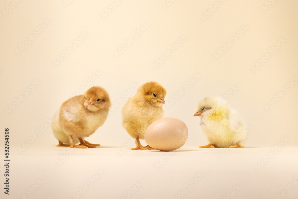 three baby chickens. two little chickens. chicken and eggs. little ...