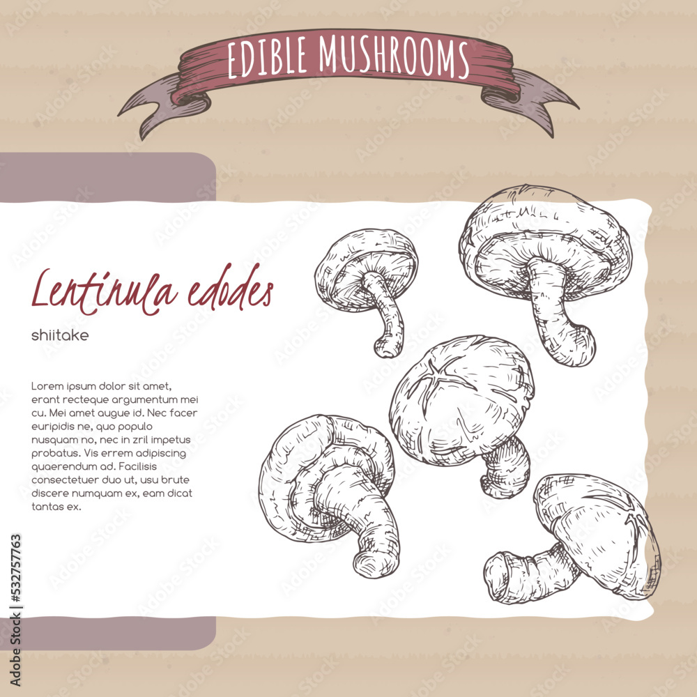 Lentinula edodes aka shiitake sketch on cardboard background. Edible ...