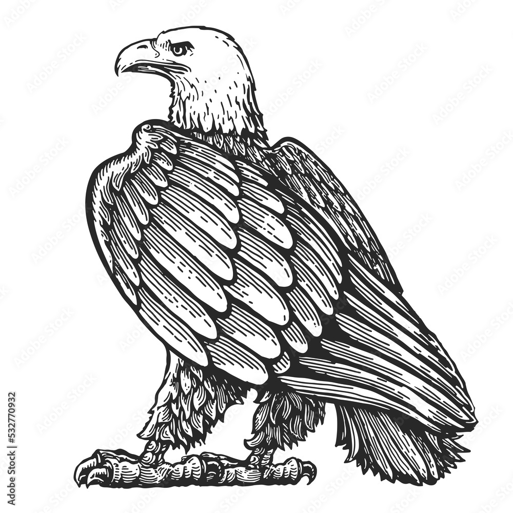 Eagle standing life size isolated on white. Hand drawn sketch animal ...