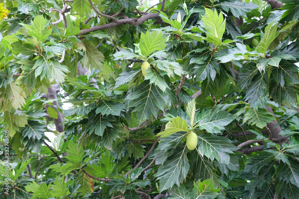 Breadfruit is a species of flowering tree in the mulberry and jackfruit ...