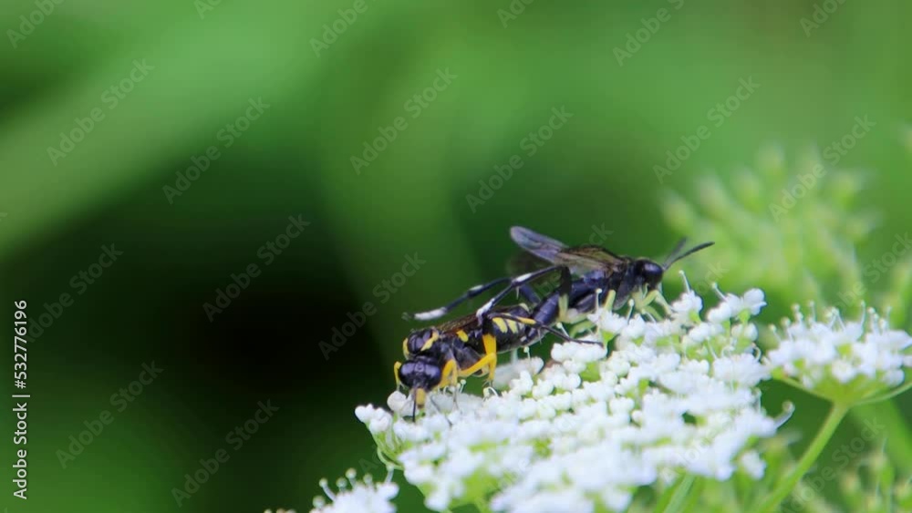 Vidéo Stock Parasitic wasp or ichneumon fly laying eggs in a wasp, also ...