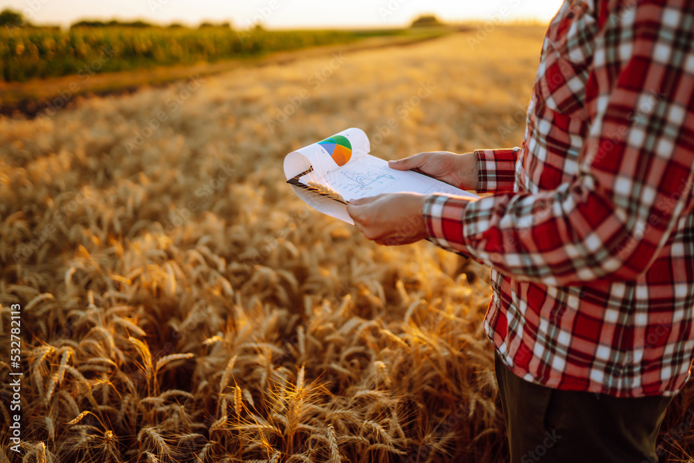 Wheat quality check. Farmer with ears of wheat in a wheat field ...