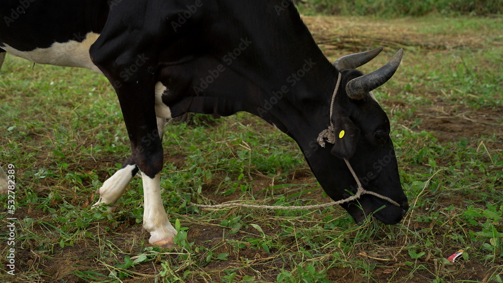 Foto de cows feeding green grass in a farm in India. This desi breed of ...