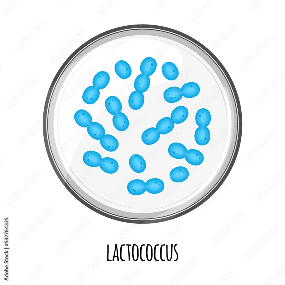 The human microbiome of lactococcus in a petri dish. Vector image ...