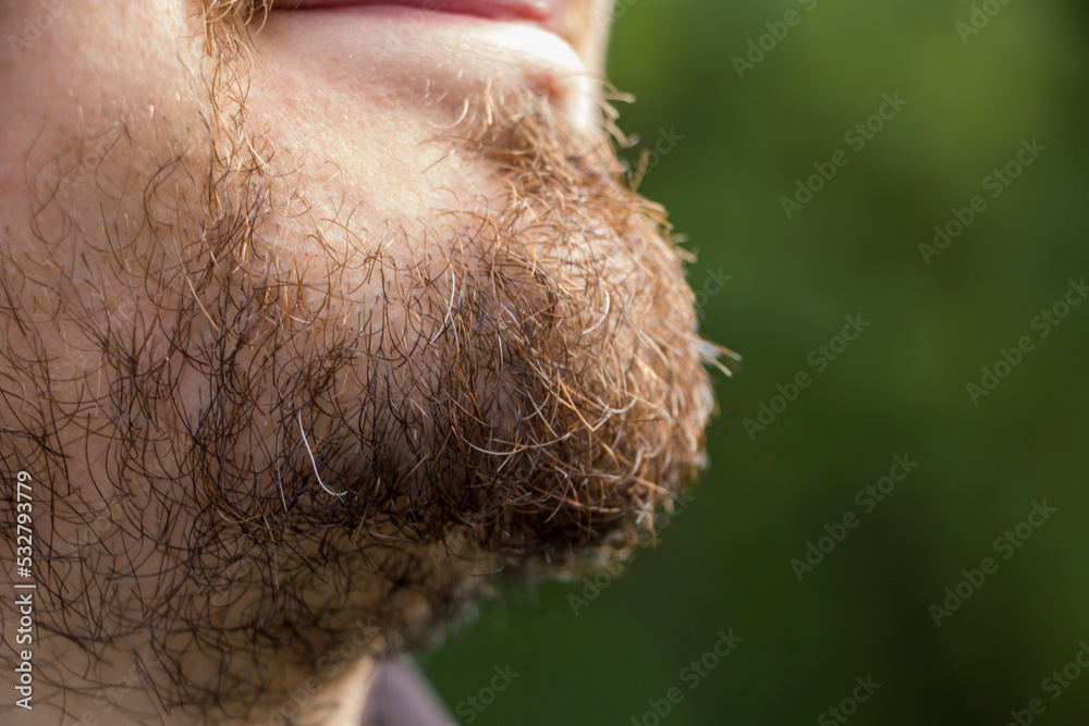 Bearded man. Unshaven man. A thick, gray-haired beard on the face of a ...