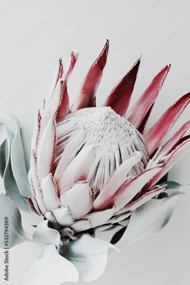 Protea flower close up on pastel blue color background. South African ...