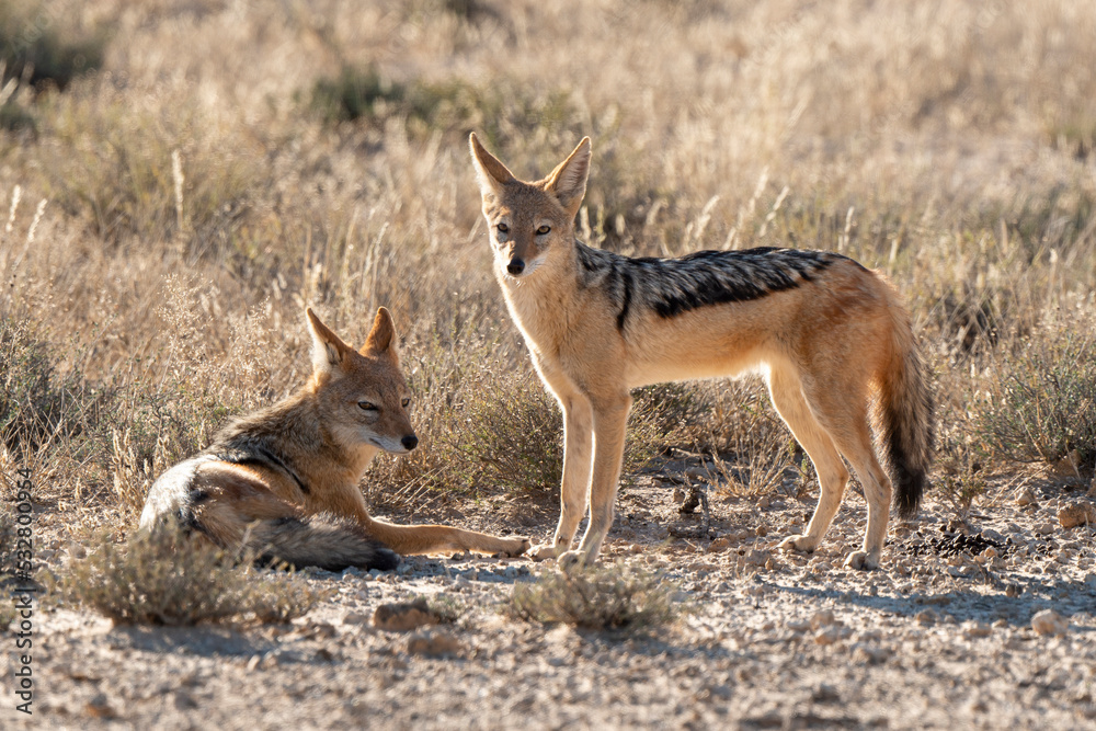 Chacal à chabraque, mange une Pintade, Canis mesomelas, Afrique Stock ...