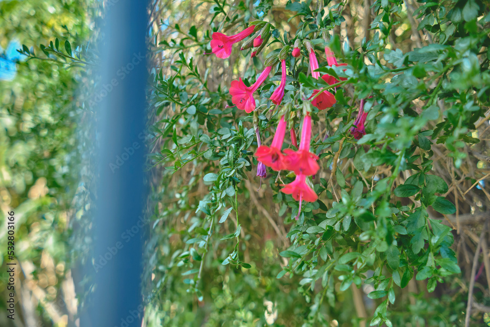 National Flower of Peru y Bolivia, Cantua buxifolia The sacred flower ...